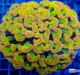 Orange frogspawn coral from Vietnam is jaw-dropping and stunning | Reef ...