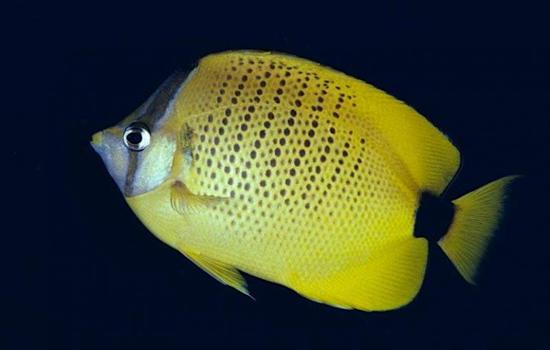 Milletseed Butterflyfish Captive Bred by Biota Aquariums | Reef ...