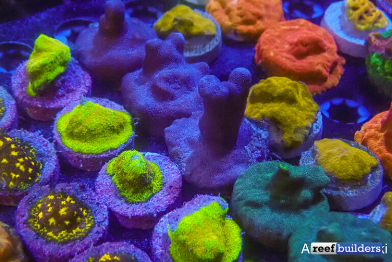 Psammocora, an Obsession with this Encrusting Coral | Reef Builders ...