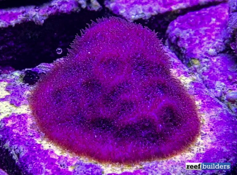 Psammocora, an Obsession with this Encrusting Coral | Reef Builders ...