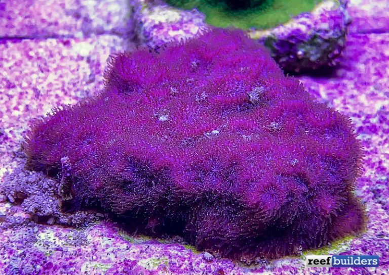 Psammocora, an Obsession with this Encrusting Coral | Reef Builders ...