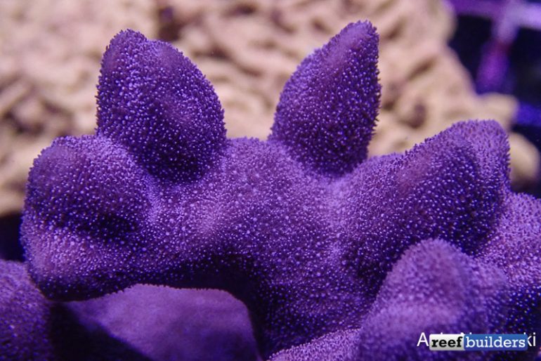 Psammocora, an Obsession with this Encrusting Coral | Reef Builders ...