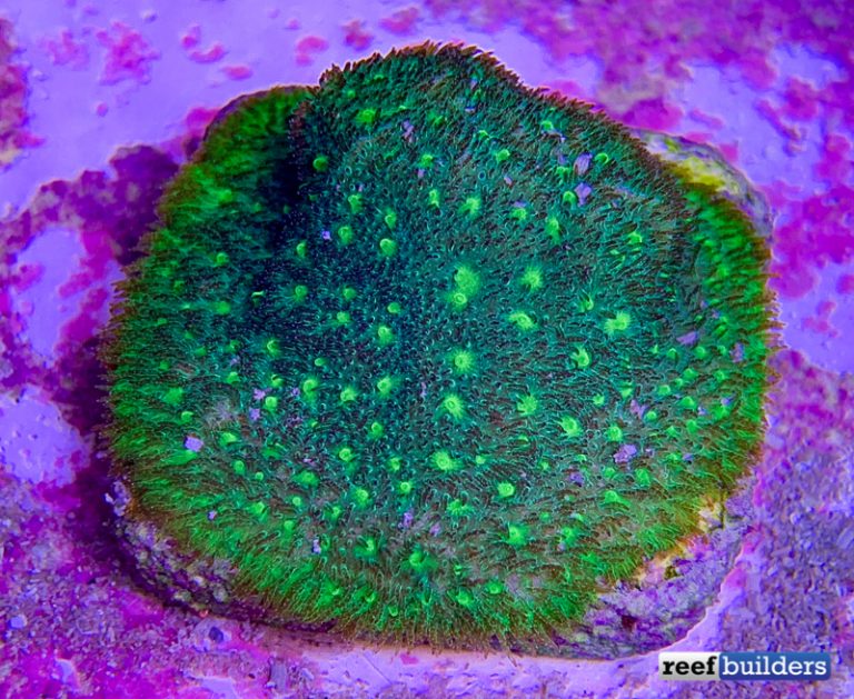 Psammocora, an Obsession with this Encrusting Coral | Reef Builders ...