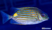 Top 5 Reasons to Love Biota’s Rabbitfish in a Reef Tank | Reef Builders ...