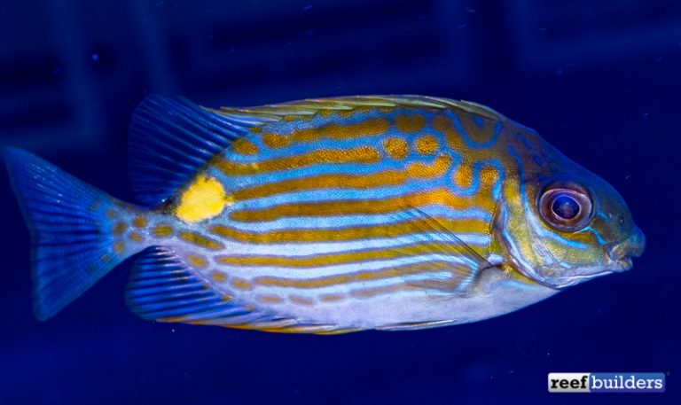 Top 5 Reasons to Love Biota’s Rabbitfish in a Reef Tank | Reef Builders ...