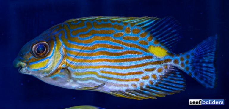 Top 5 Reasons to Love Biota’s Rabbitfish in a Reef Tank | Reef Builders ...
