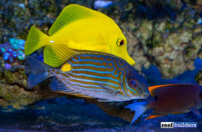 Top 5 Reasons to Love Biota’s Rabbitfish in a Reef Tank | Reef Builders ...