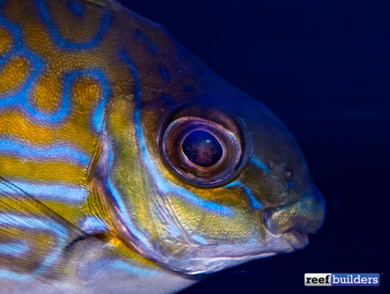 Top 5 Reasons to Love Biota’s Rabbitfish in a Reef Tank | Reef Builders ...