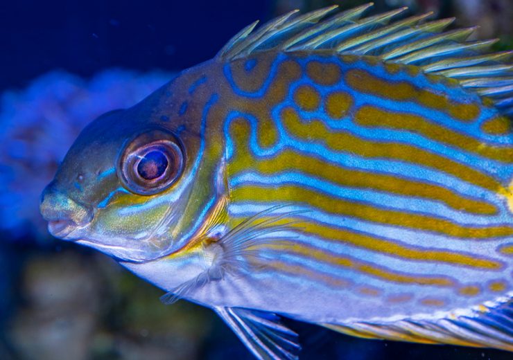 Tag: lined rabbitfish | Reef Builders | The Reef and Saltwater Aquarium ...