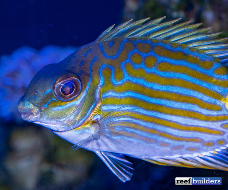 Top 5 Reasons to Love Biota’s Rabbitfish in a Reef Tank | Reef Builders ...
