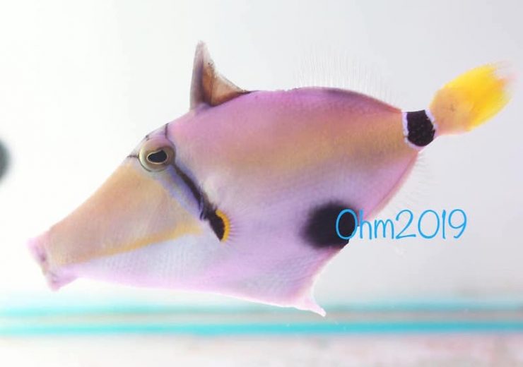 Tag: Rhinecanthus cinereus | Reef Builders | The Reef and Saltwater ...