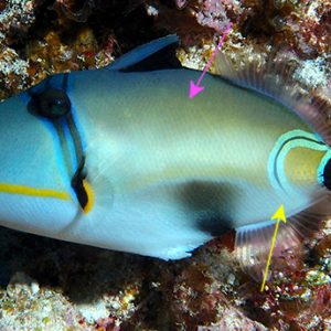 Rhinecanthus abyssus Triggerfish, First Ever Live Specimen in Aquaria ...