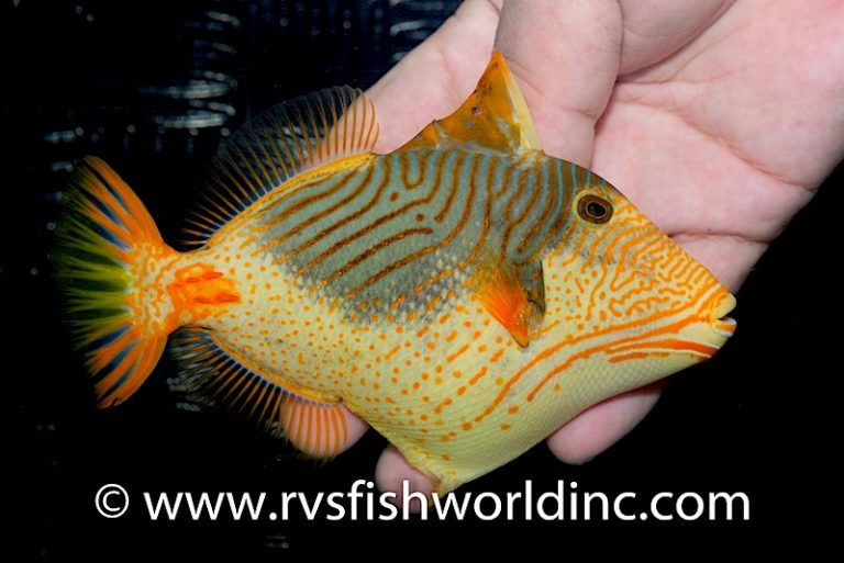 RVS Fishworld Reels in Another Remarkable Xanthic Triggerfish | Reef ...