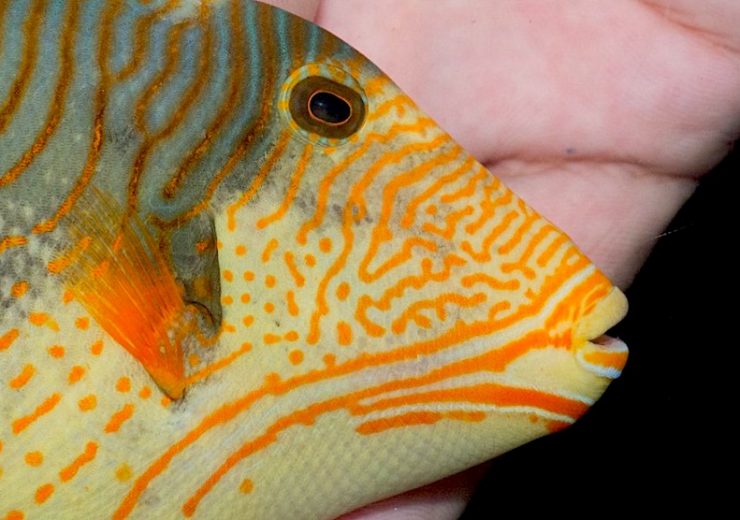 Tag: triggerfish | Reef Builders | The Reef and Saltwater Aquarium Blog