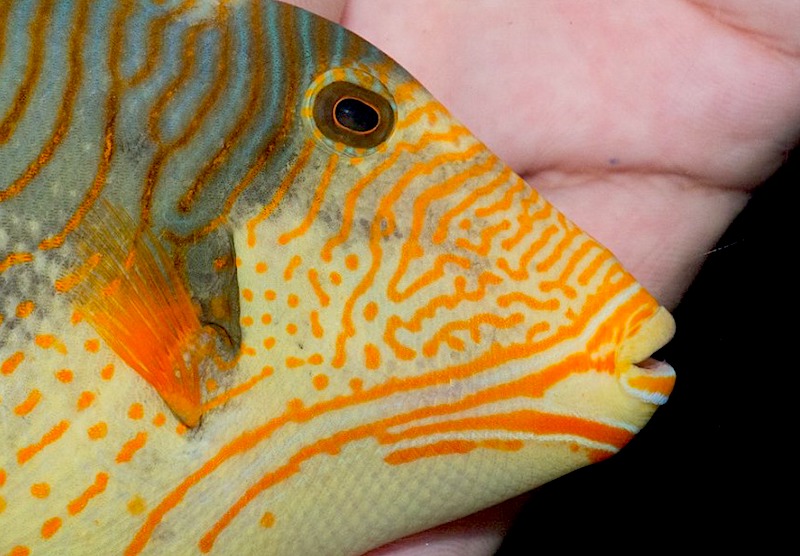 RVS Fishworld Reels in Another Remarkable Xanthic Triggerfish | Reef ...