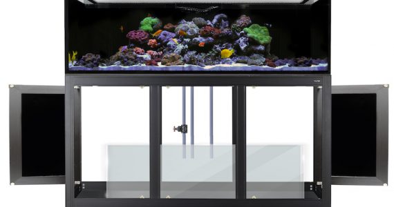 Top 5 Beginner Saltwater Fish For A Nano Aquarium | Reef Builders | The ...