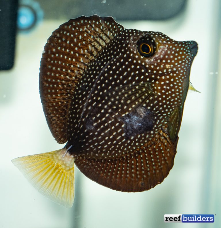 Can You Believe this Gem Tang Survived? | Reef Builders | The Reef and ...