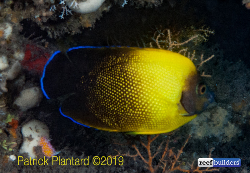 Apolemichthys guezei, the ‘Bigfoot’ of Rare Fish Photographed in ...