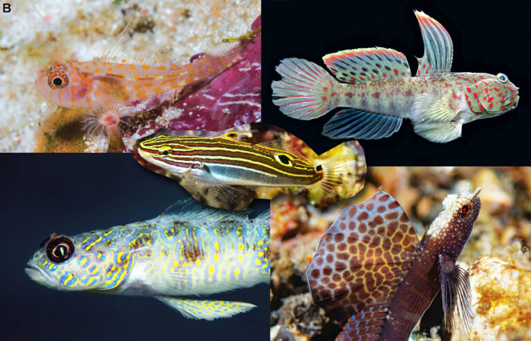 Top 5 New Goby Species of 2019 | Reef Builders | The Reef and Saltwater ...