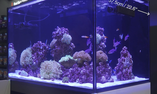 Red Sea Max 130D has more upgraded features then thought | Reef ...