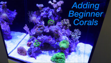 How to Set Up a Reef Tank Part 4: Adding Corals! | Reef Builders | The Reef and Saltwater ...