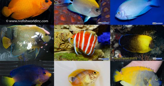 Rare Fish: Joculator Angelfish, Centropyge joculator | Reef Builders ...