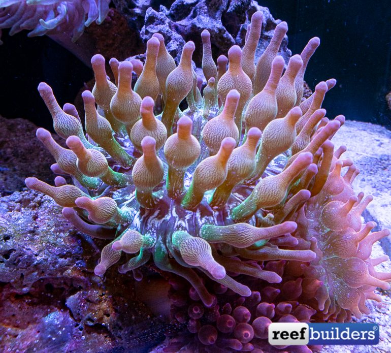 The Challenge Of Adding Bubble Tip Anemones To A Stocked Reef System ...