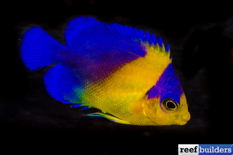 FAQs on Dwarf Angelfish | Reef Builders | The Reef and Saltwater ...