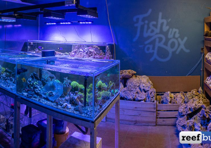 Tag: Fish in a Box | Reef Builders | The Reef and Saltwater Aquarium Blog