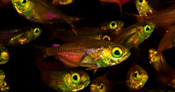 The Modern Reef Aquarium Fish Room | Reef Builders | The Reef and ...