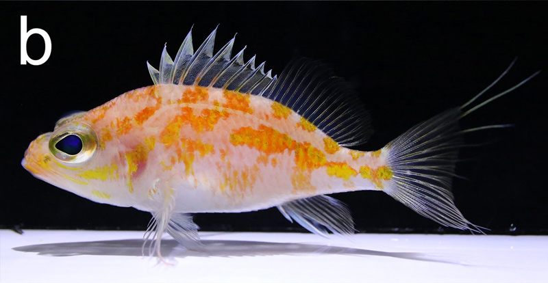 Plectranthias ryukyuensis, Japan’s Ninth New Species of Perchlet | Reef ...