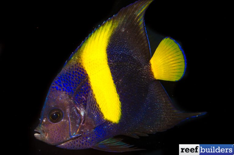 Hybrid Asfur Angelfish is the Latest WOW Fish from Bali Aquarich | Reef ...