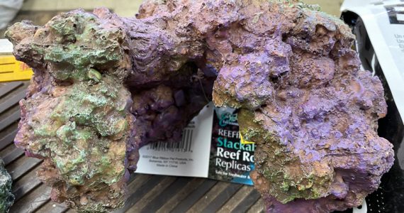 Shoreliner11’s 65 gallon temperate reef is a cold water beauty | Reef ...