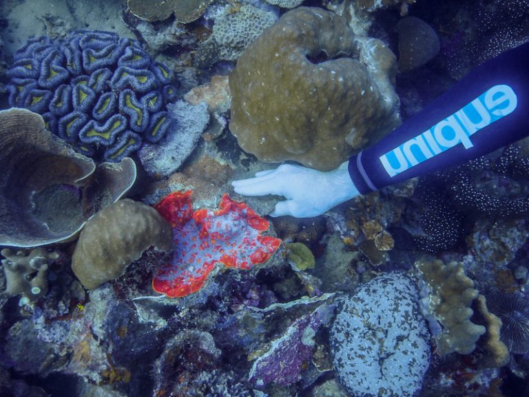 Revisiting Reef Life Highlights of the Solomon Islands | Reef Builders | The Reef and Saltwater ...