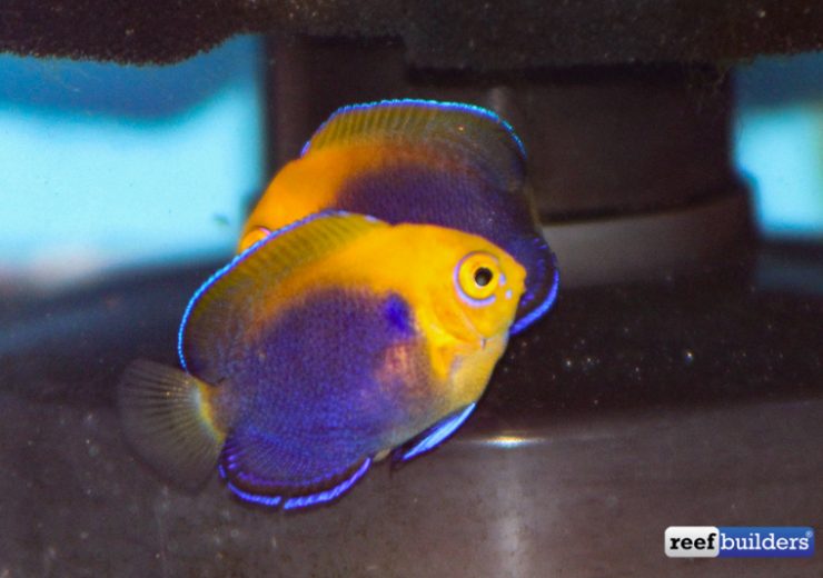 Tag: flameback cherubfish | Reef Builders | The Reef and Saltwater ...
