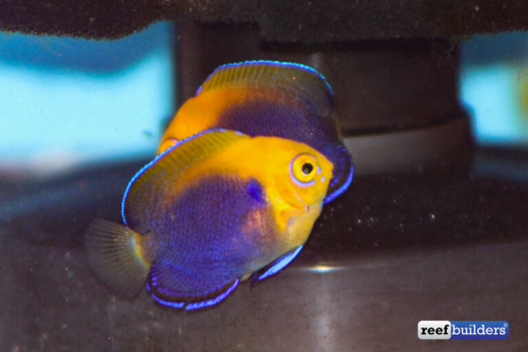 African Flameback Now Being Cultured by ORA | Reef Builders | The Reef ...