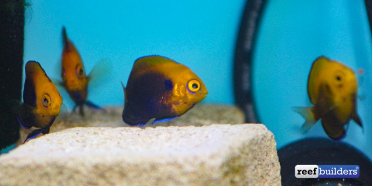 Flameback Cherub Angelfish is a Captive Hybrid Cross from Nebraska ...