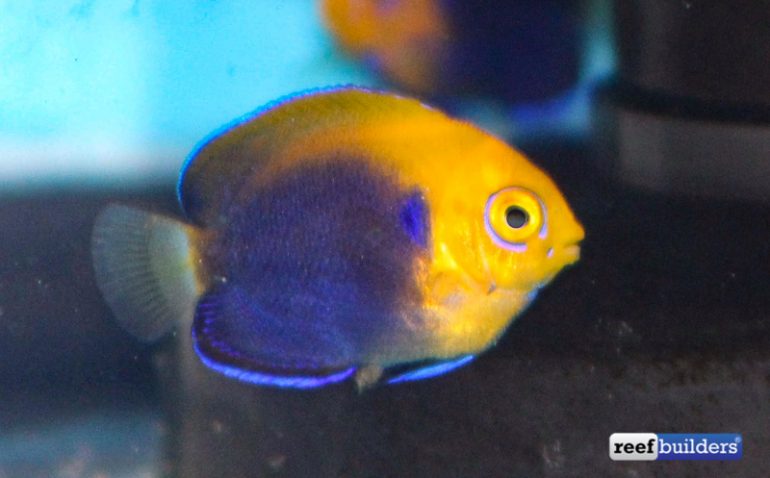 Flameback Cherub Angelfish is a Captive Hybrid Cross from Nebraska ...