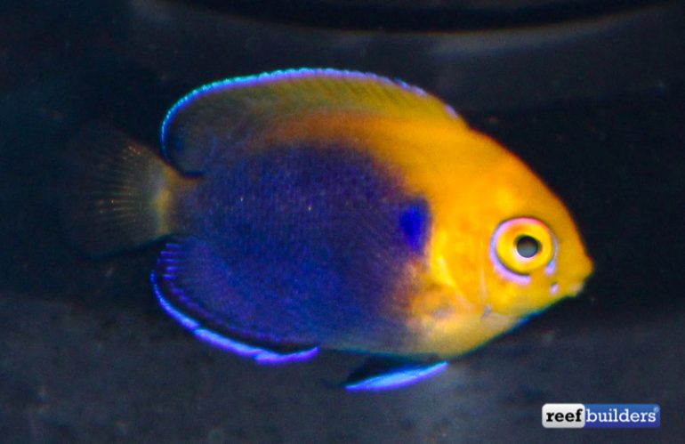 Flameback Cherub Angelfish is a Captive Hybrid Cross from Nebraska ...