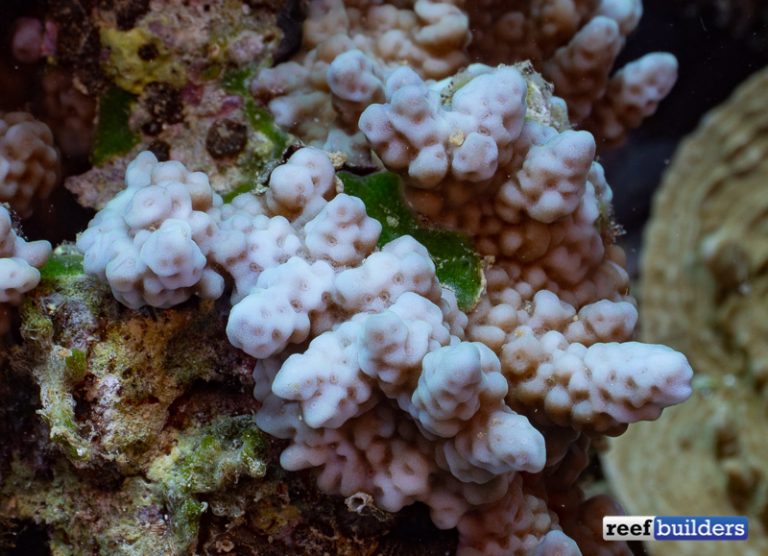 Mystery Montipora from the Solomon Islands Defies Identification | Reef ...