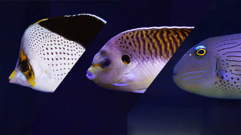 Our Show Fish Display Tank is Starting Hot [Video] | Reef Builders ...