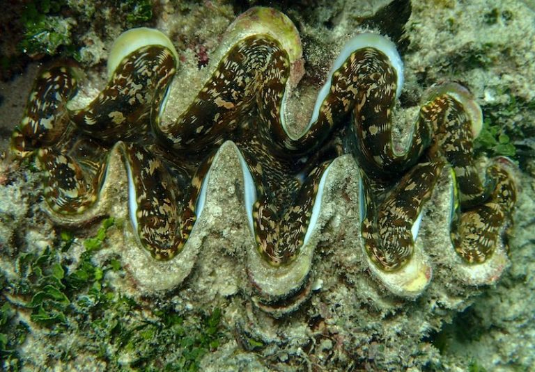 Tridacna elongatissima ‘Resurrected’ in the Western Indian Ocean | Reef ...
