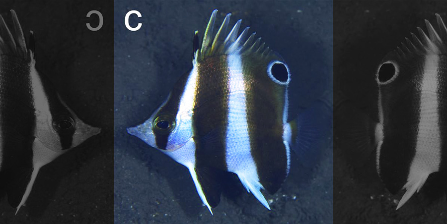 Roa haraguchiae, an Exciting New Species of Butterflyfish | Reef ...