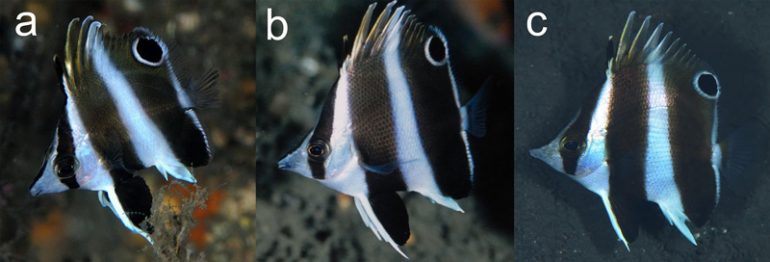 Roa haraguchiae, an Exciting New Species of Butterflyfish | Reef ...