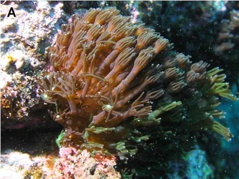 Alveopora japonica is Taking Advantage of Warming Subtropical Reefs ...