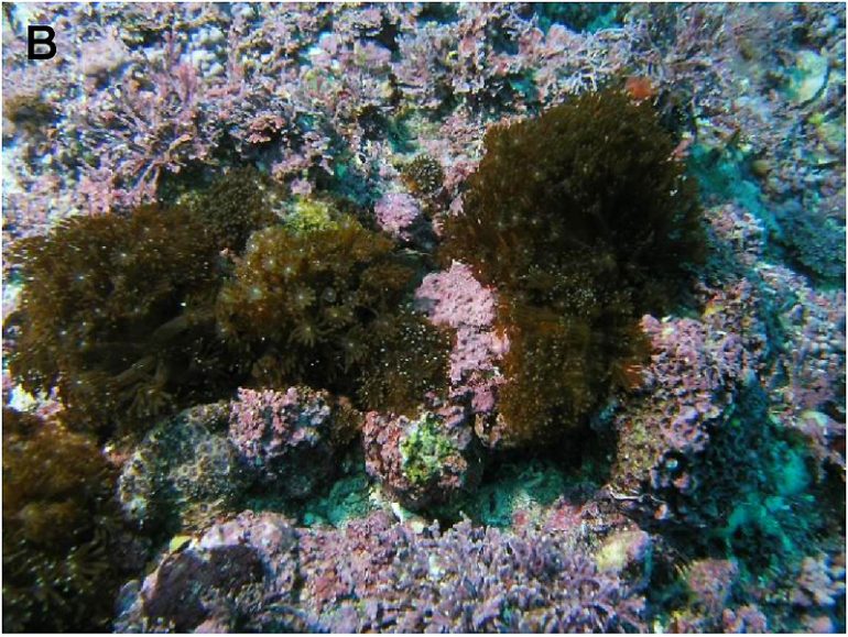 Alveopora japonica is Taking Advantage of Warming Subtropical Reefs ...