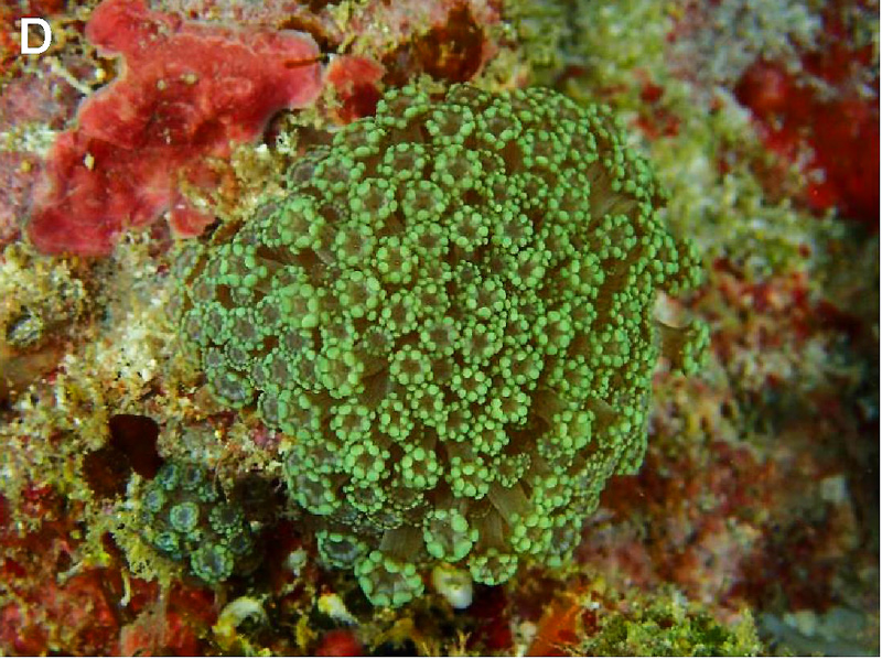 Alveopora japonica is Taking Advantage of Warming Subtropical Reefs ...