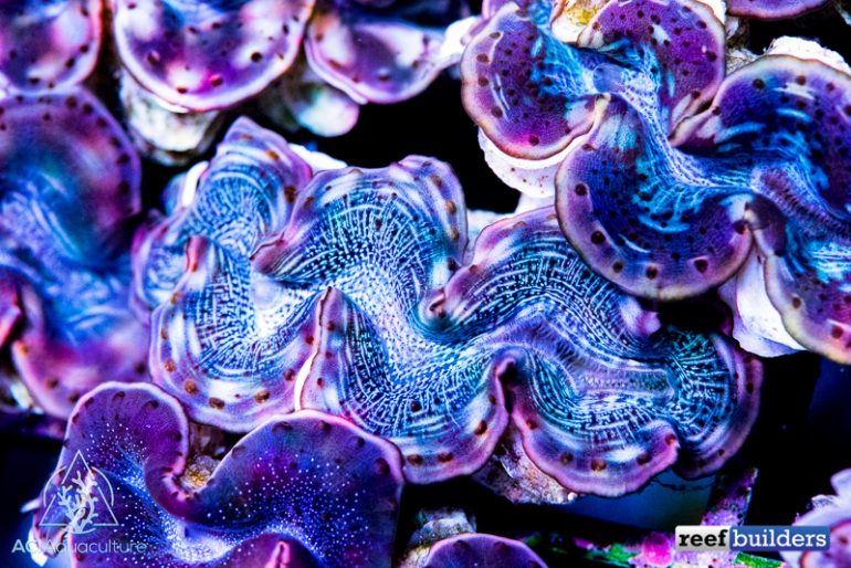 First Cultured Red Sea Clams Splashdown at ACI | Reef Builders | The ...