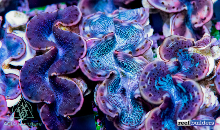First Cultured Red Sea Clams Splashdown at ACI | Reef Builders | The ...
