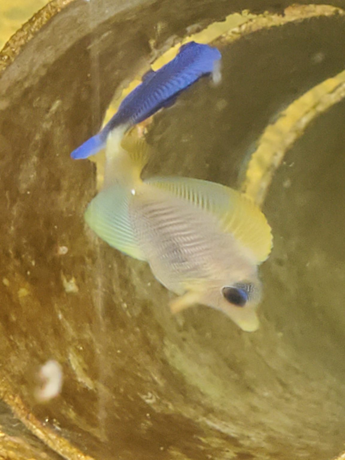 Mysterious ‘Zebra Tang’ Created by Bali Aquarich | Reef Builders | The ...